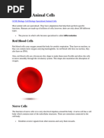 Specialised Animal Cells - Living Organisms - KS3 Biology - BBC ...