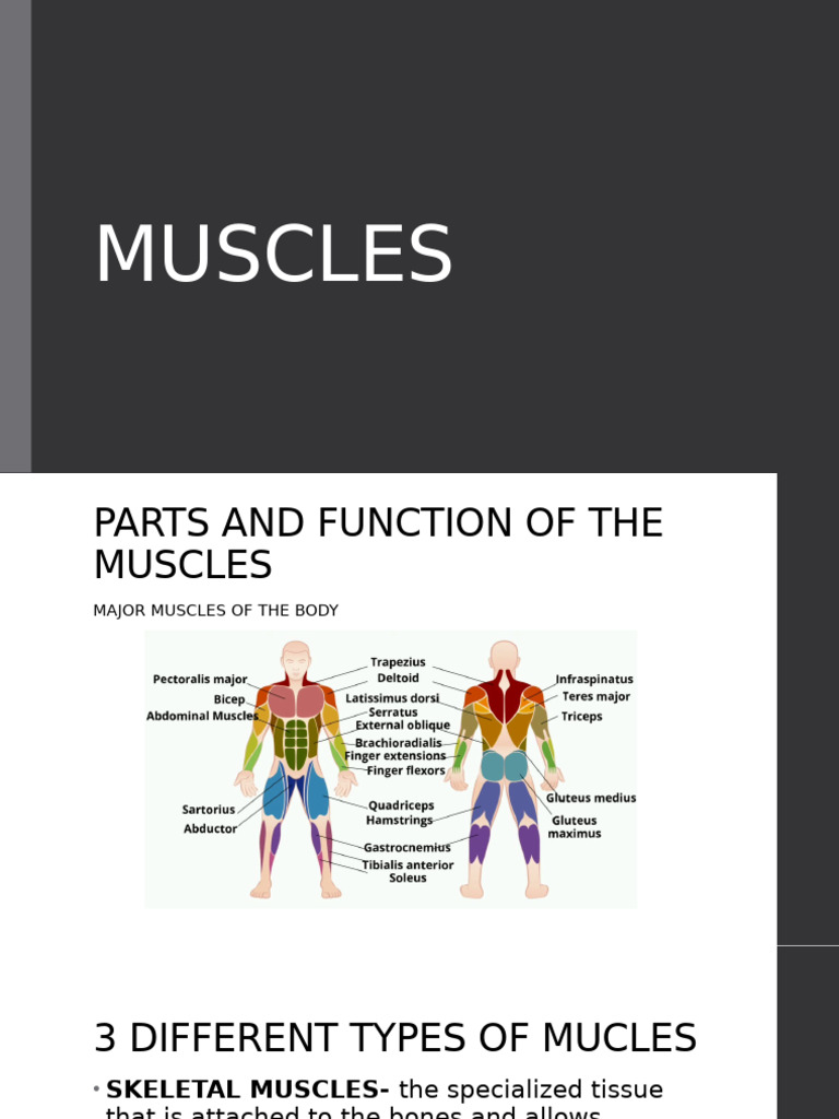Understanding Muscle Types and Health | PDF