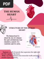 Human Heart Structure Overview | PDF