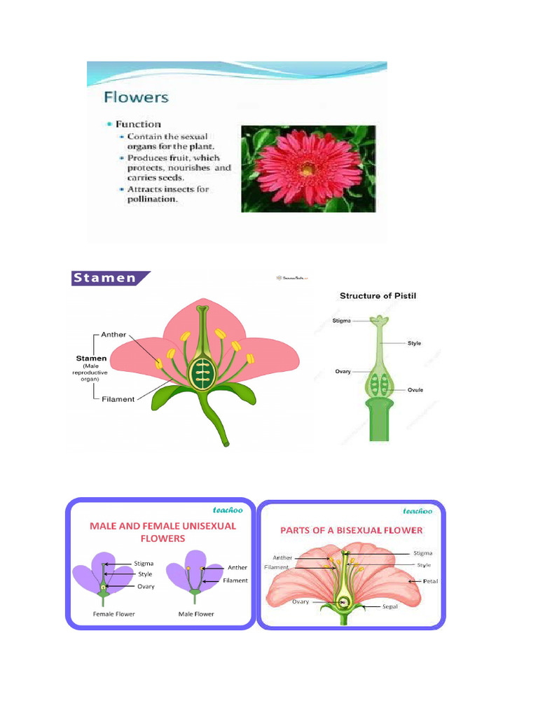 Reproduction in Plants | PDF