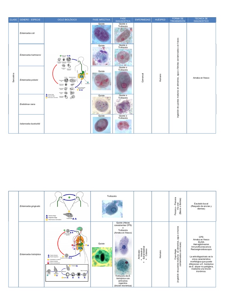 Parasitosis intestinales | PDF | Microbiología | Especialidades Medicas