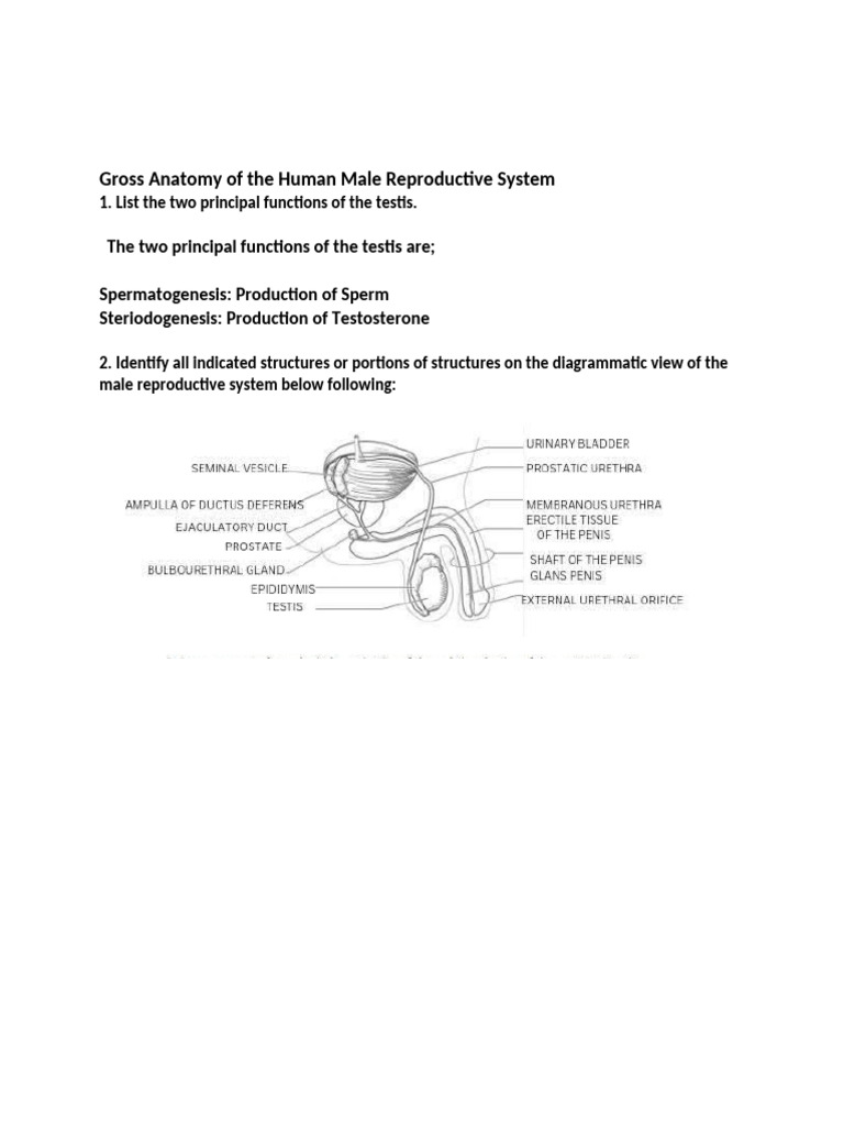 Exercise-26 | PDF | Prostate | Reproductive System