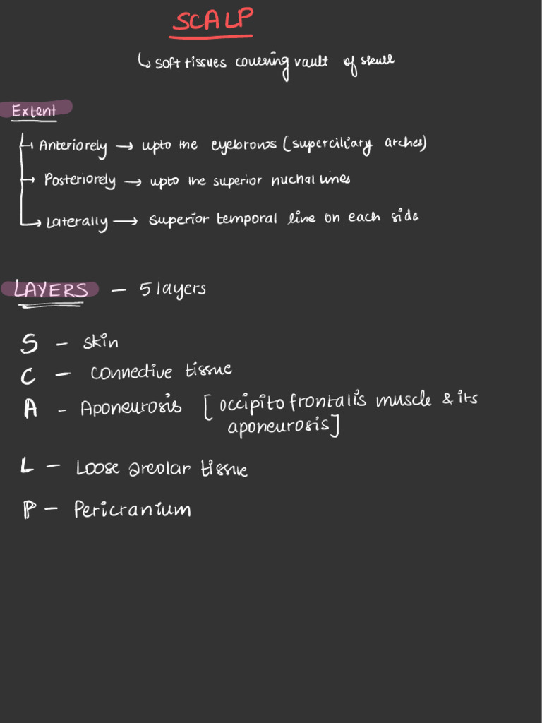 scalp | PDF | Vein | Human Anatomy