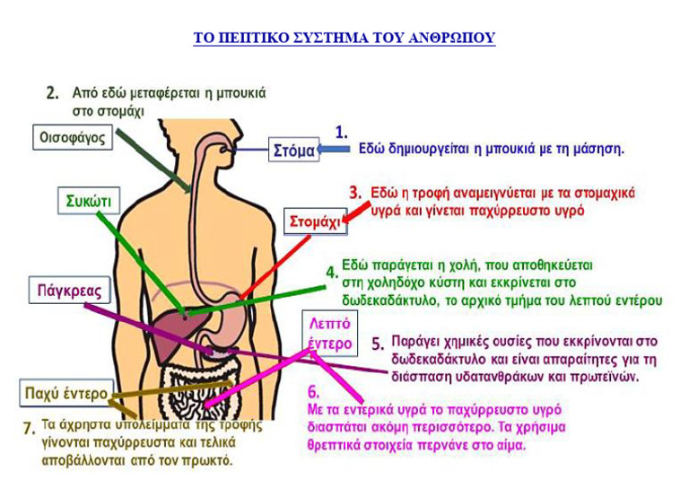 ΤΟ ΠΕΠΤΙΚΟ ΣΥΣΤΗΜΑ ΤΟΥ ΑΝΘΡΩΠΟΥ | PDF