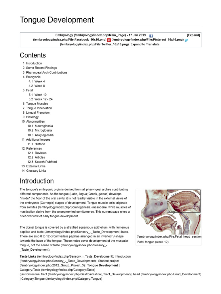 Tongue-Development-Embryology | PDF | Tongue | Cellular Differentiation