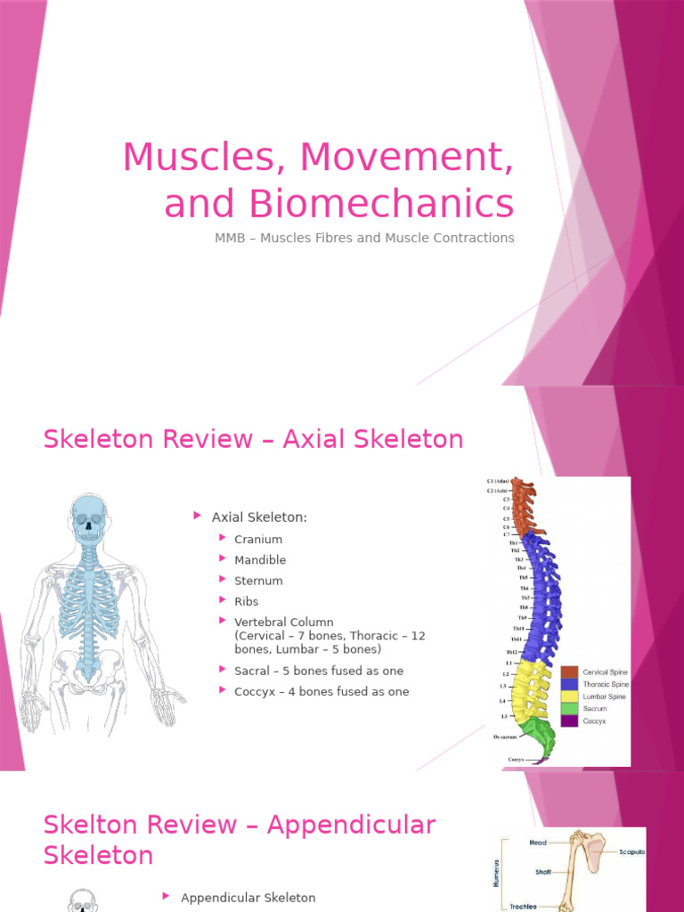 MMB - Muscle Fibres & Contractions | PDF | Muscle Contraction | Muscle