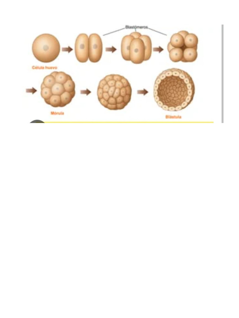 Camiseta de Merchandising en Blanco y Negro Verde Lima Estilo Degradado ...