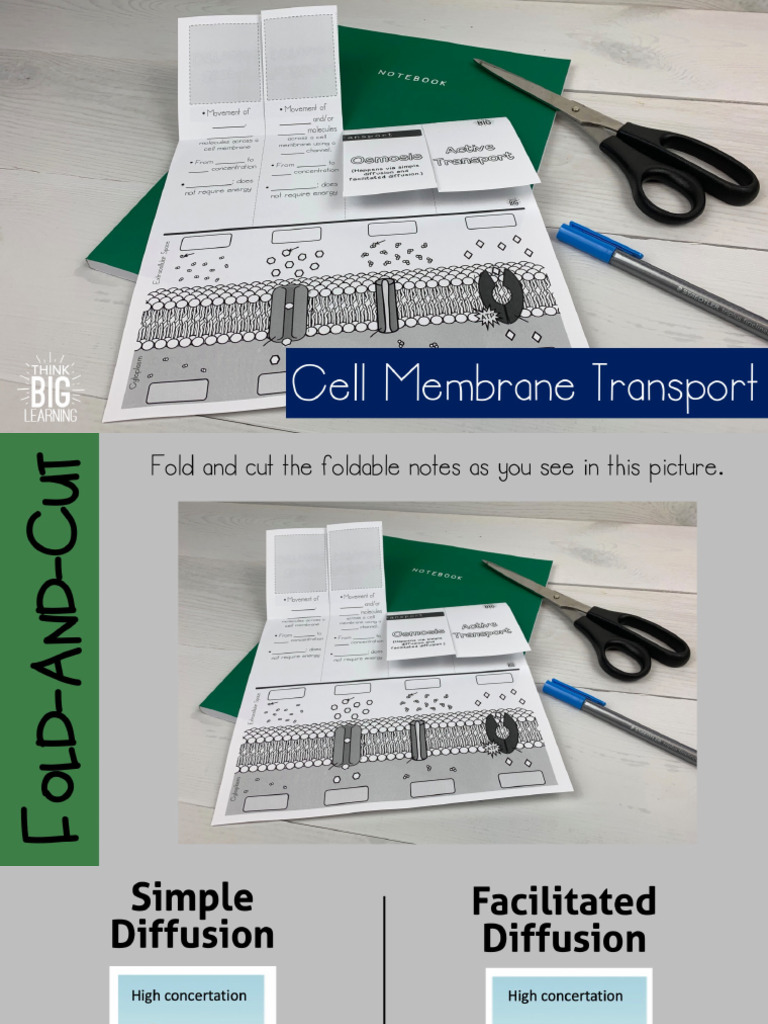 Cell+Membrane+Transport+PPT+by+Think+Big | PDF