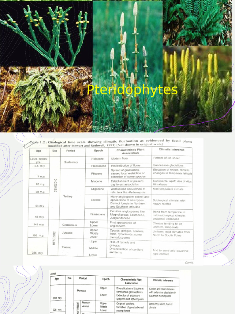 Pteridophyta General Charecteristics | PDF
