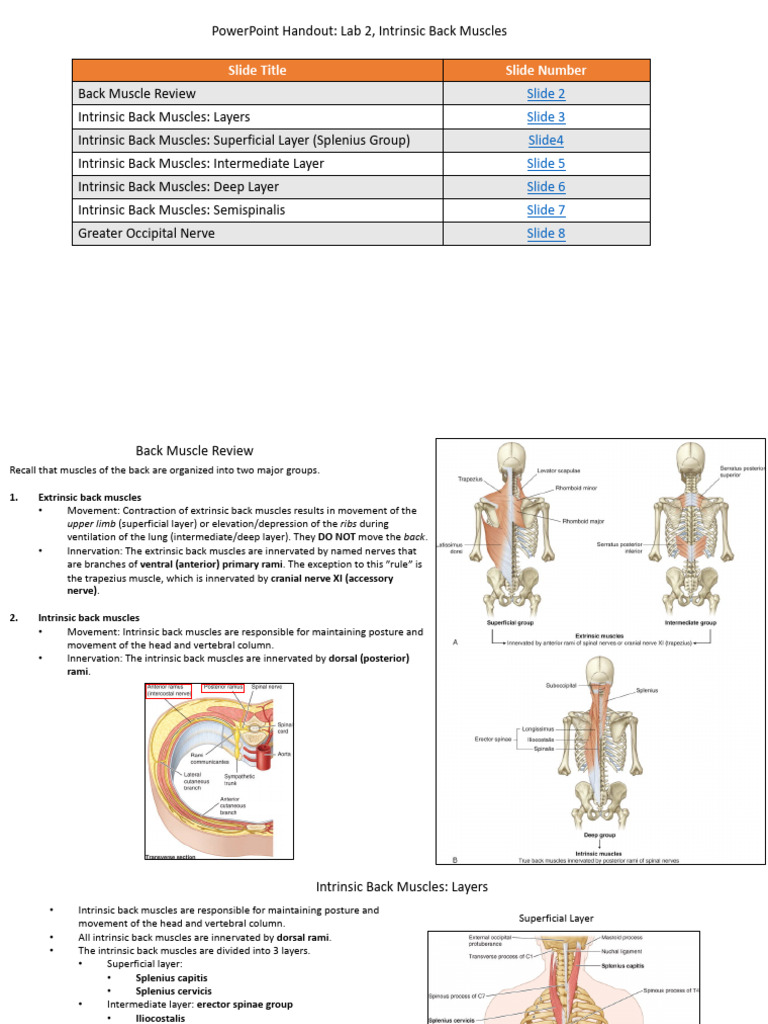 EXTREMITAS SUPERIOR | PDF | Vertebra | Vertebral Column