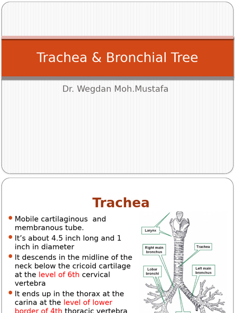 5 Trachea & Bronchial Tree | PDF | Lung | Common Carotid Artery