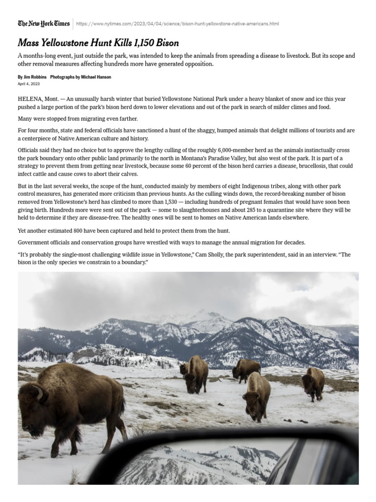 Mass Yellowstone Hunt Kills 1,150 Bison - The New York Times - April ...