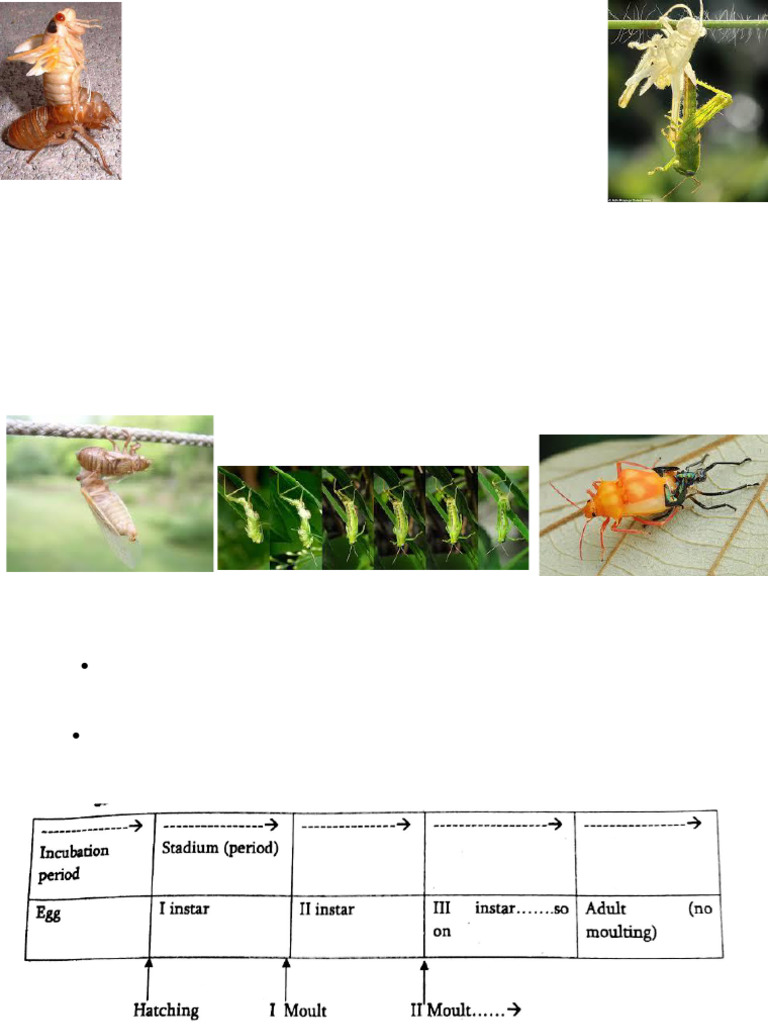 Moulting and Organisation of Insect Body, Co Eyes, Antennae and Mouth ...