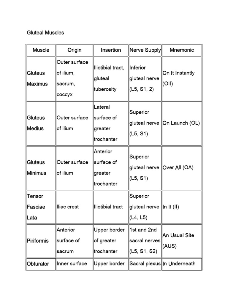 Gluteal and Thigh Muscle Anatomy Guide | PDF | Pelvis | Human Leg