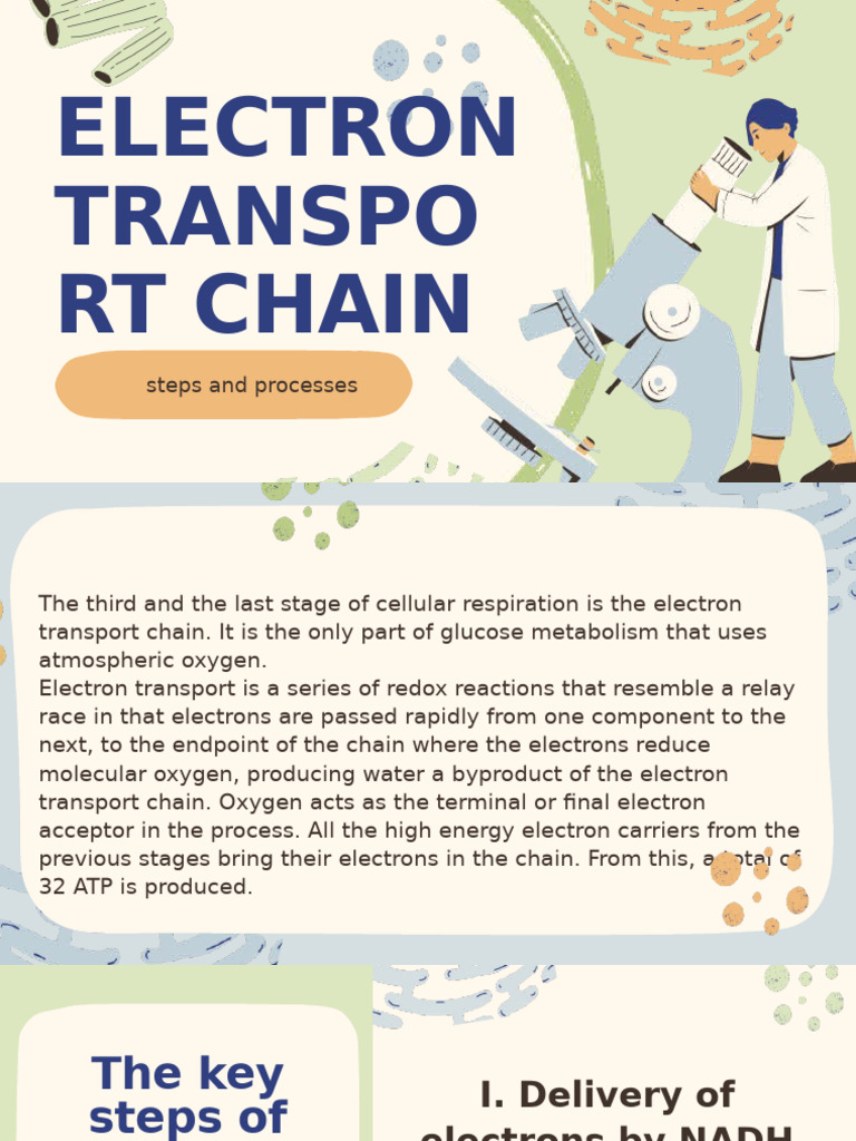 Electron Transport Chain | PDF
