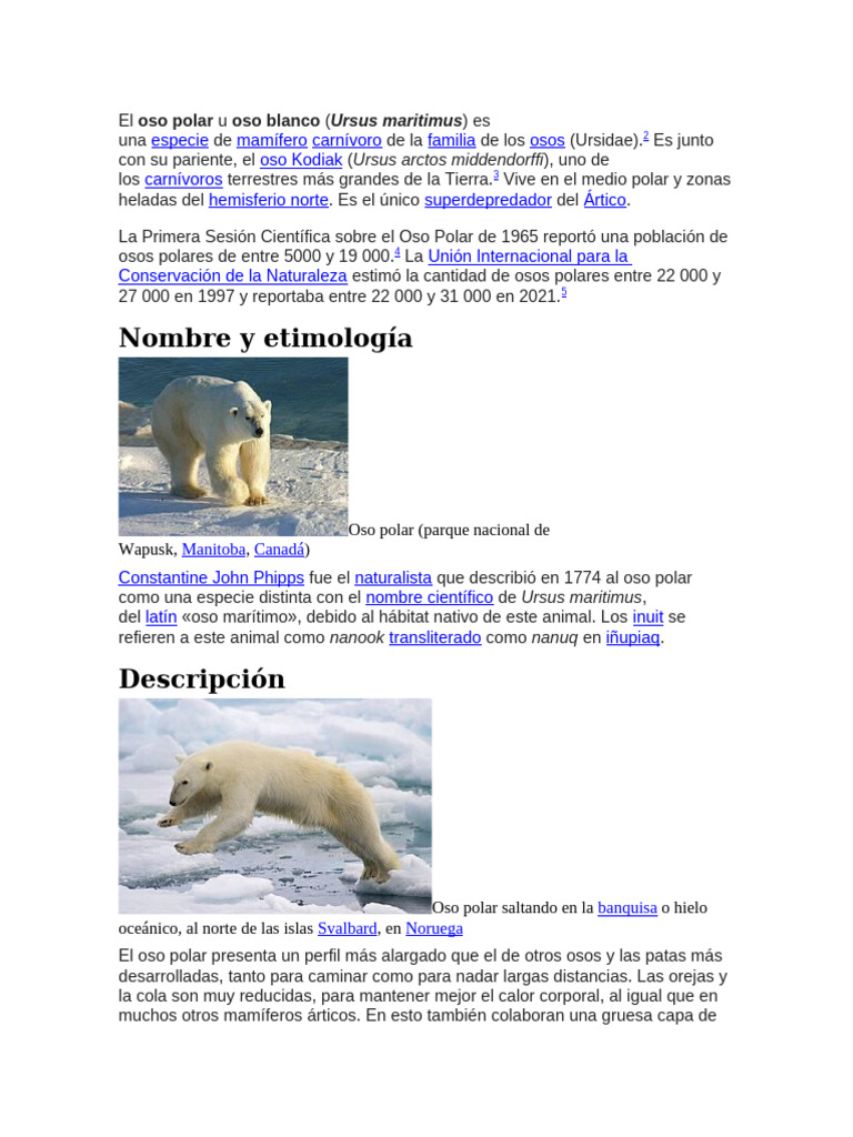 EL OSO POLAR | PDF | Oso polar | Osos
