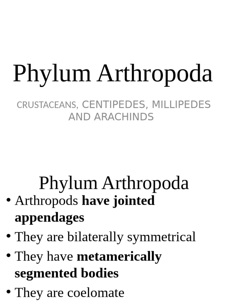 Phylum Arthropoda | PDF | Spider | Shrimp