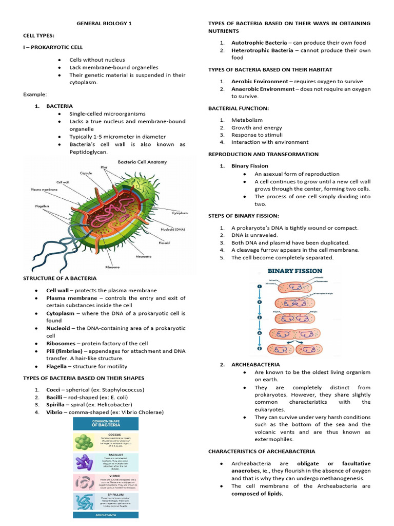 General Biology 1 Cell Types | PDF | Mitosis | Cell (Biology)