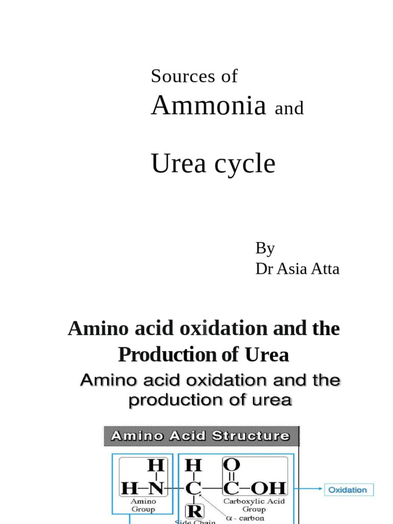 Urea Cycle | PDF | Transaminase | Urea