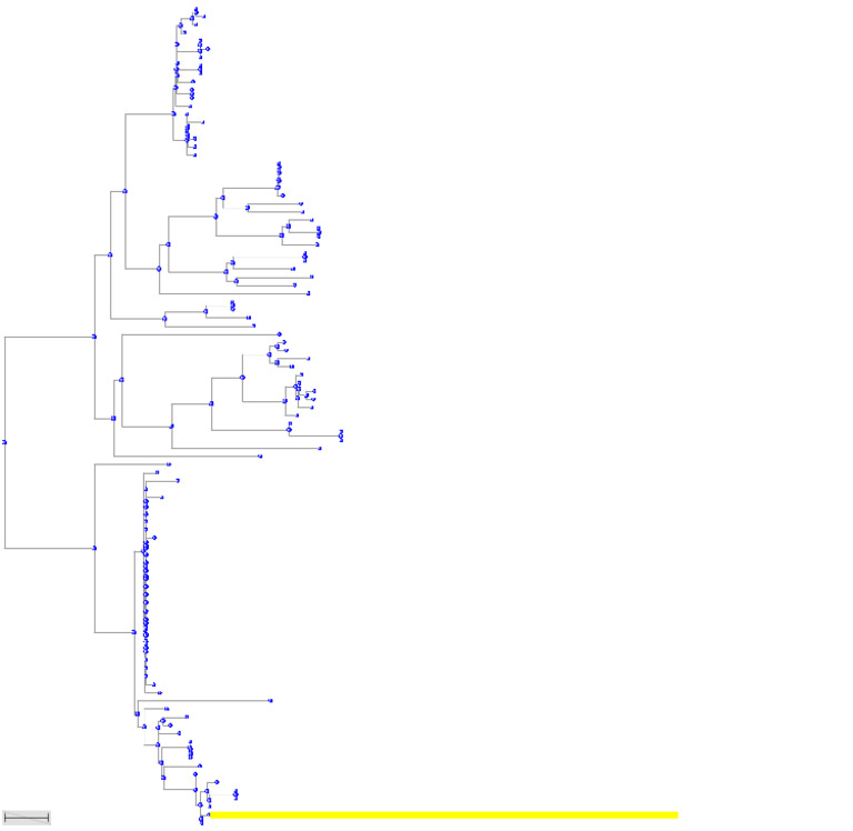 Pohon Filogenetik Lengkuas | PDF | Ribosomal Rna | Ribosome