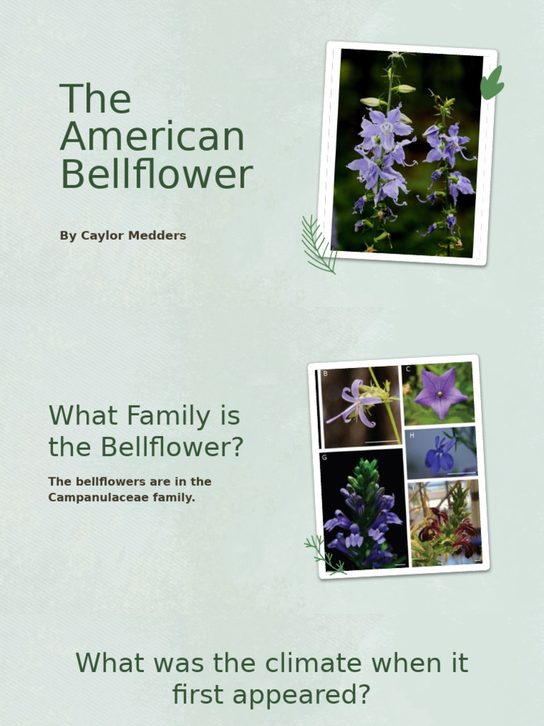 American Bellflower | PDF | Pollinators | Plants