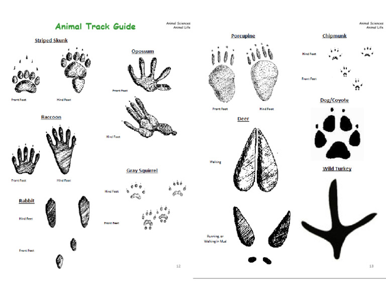 4H - Matching Animal Tracks Reference Sheet | PDF