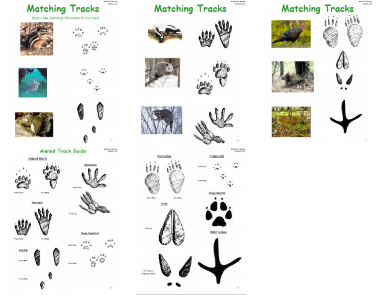 4H _ Matching Animal Tracks | PDF