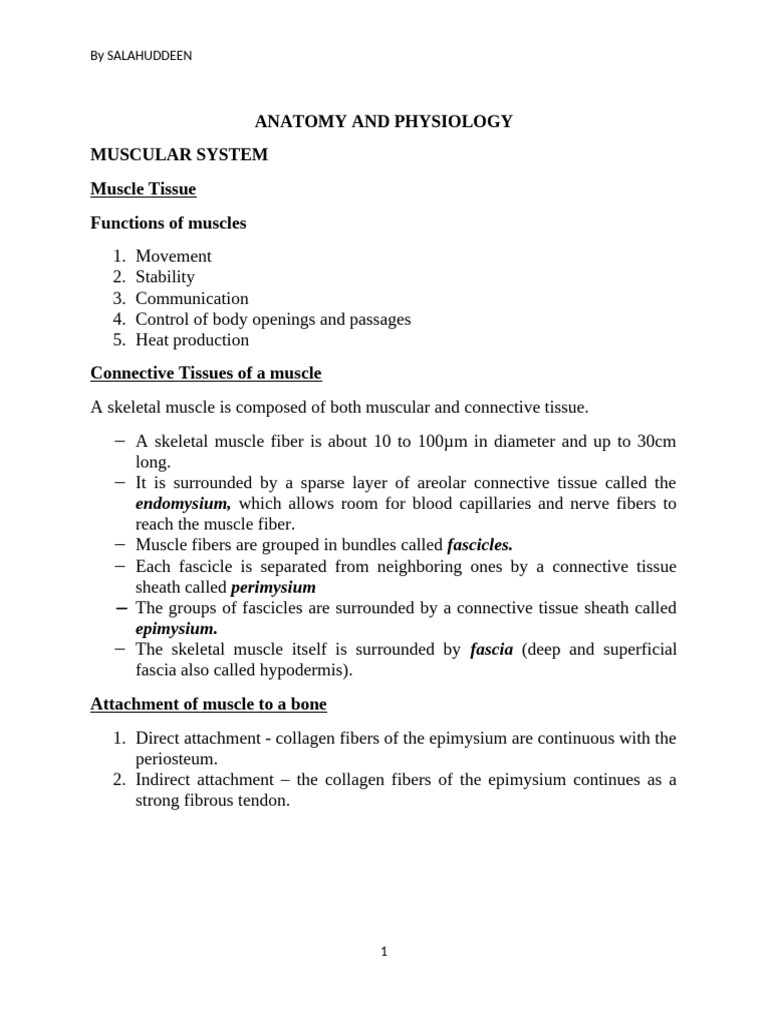 Overview of Skeletal Muscle Anatomy | PDF | Neuromuscular Junction ...