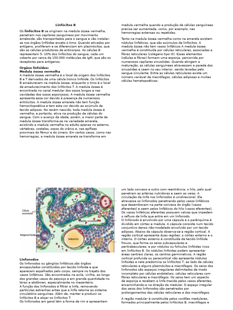 Linfócitos B | PDF | Timo | Célula B