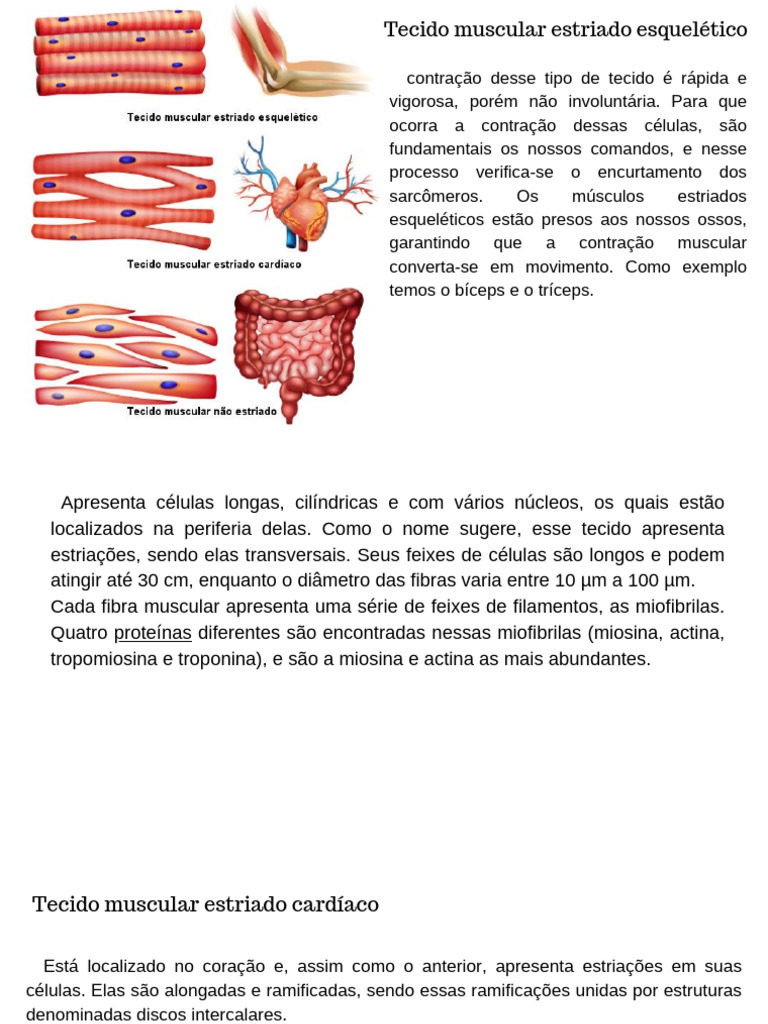 Histologia do Tecido Muscular Estriado | PDF | Músculo | Histologia