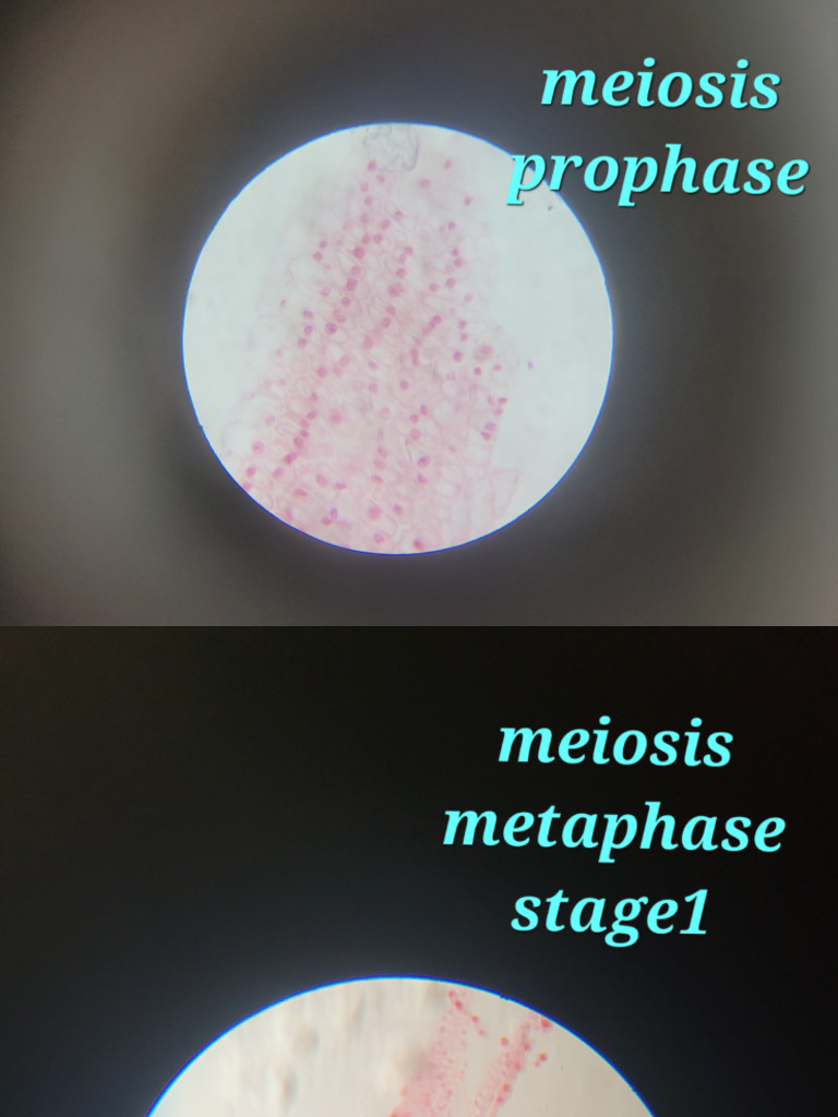 practical slides biology 12B | PDF