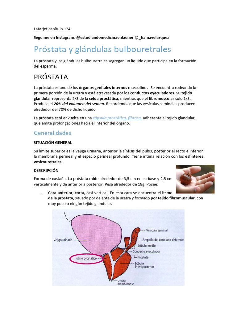 Anatomía de los lóbulos prostáticos | PDF | Próstata | Órgano (anatomía)