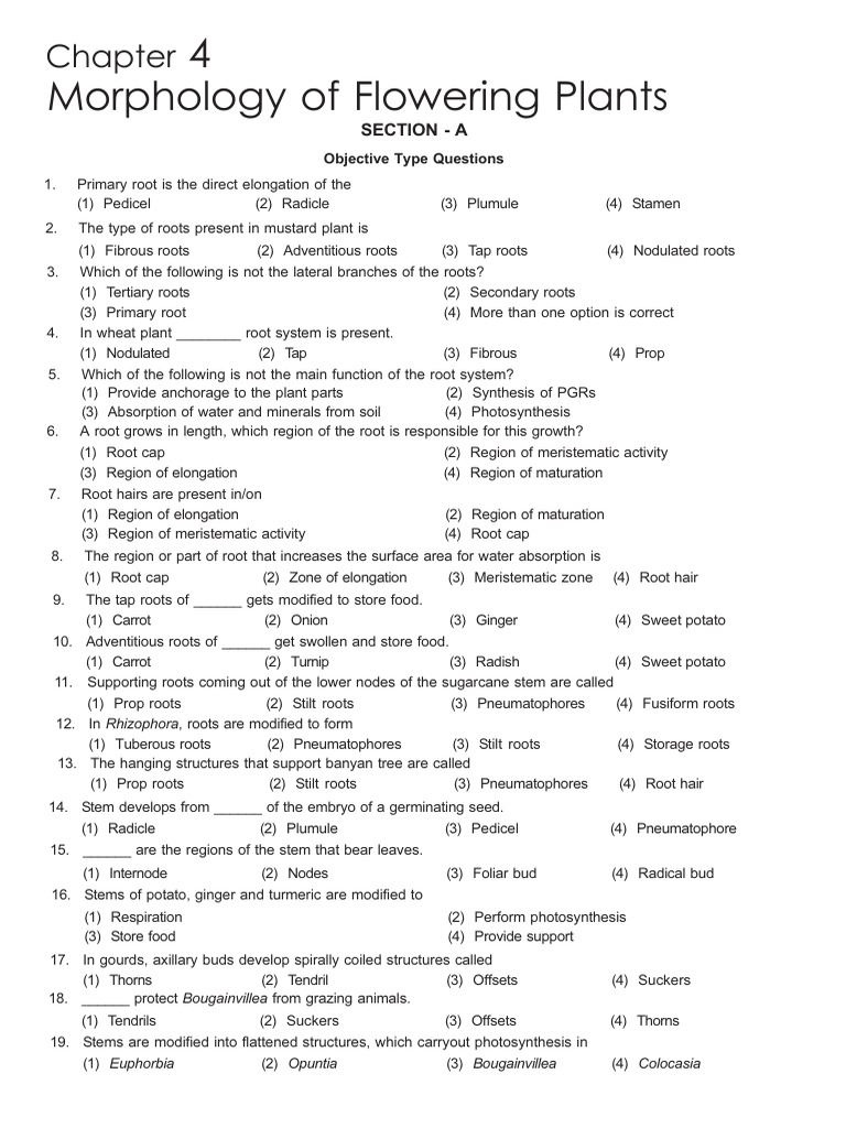 Morphology of Flowering Plants QP | PDF | Fruit | Seed