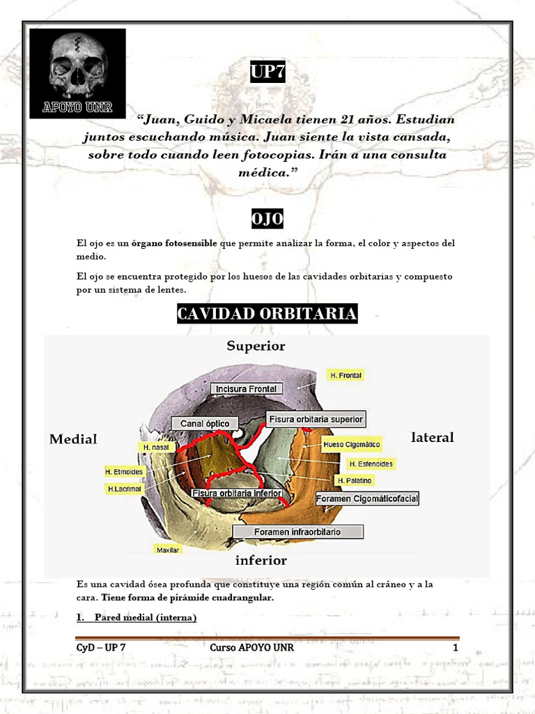 UP7 - CyD 2019 | PDF | Ojo humano | Oído