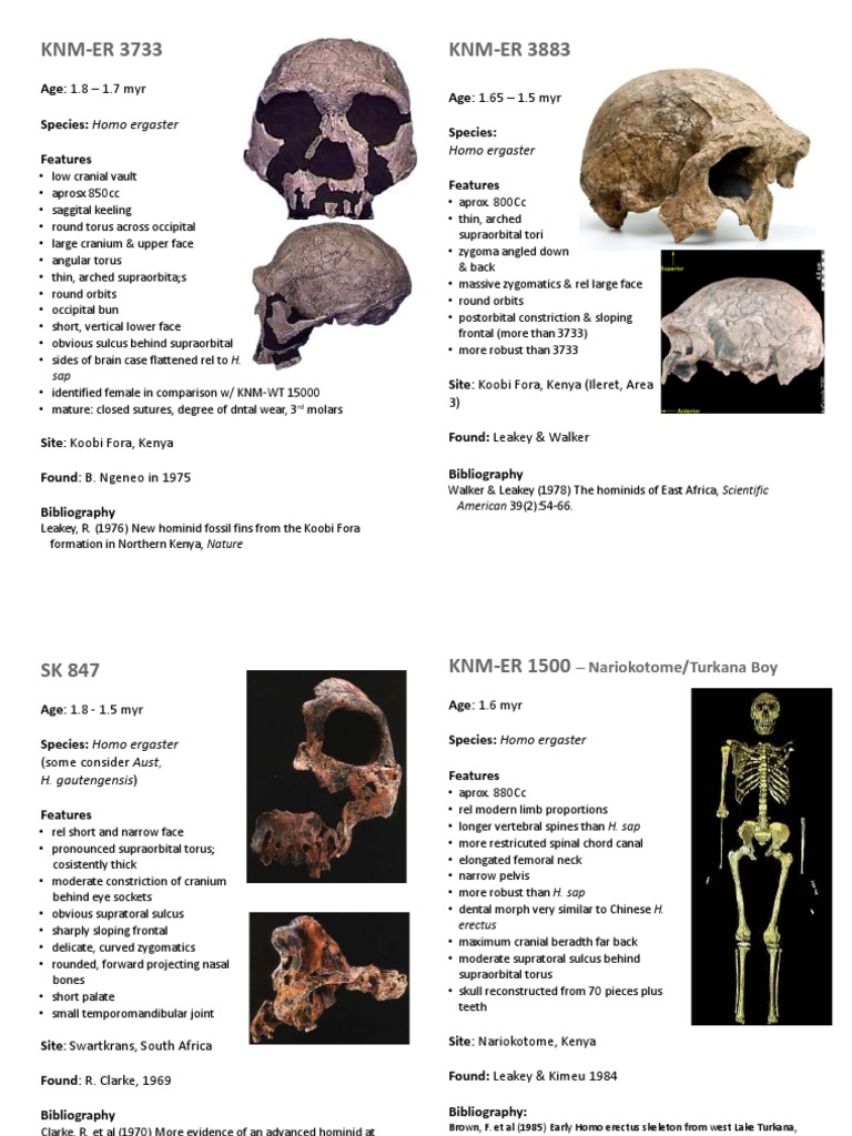 Homo Ergaster & Homo Erectus Specimens | PDF | Human Anatomy | Nature