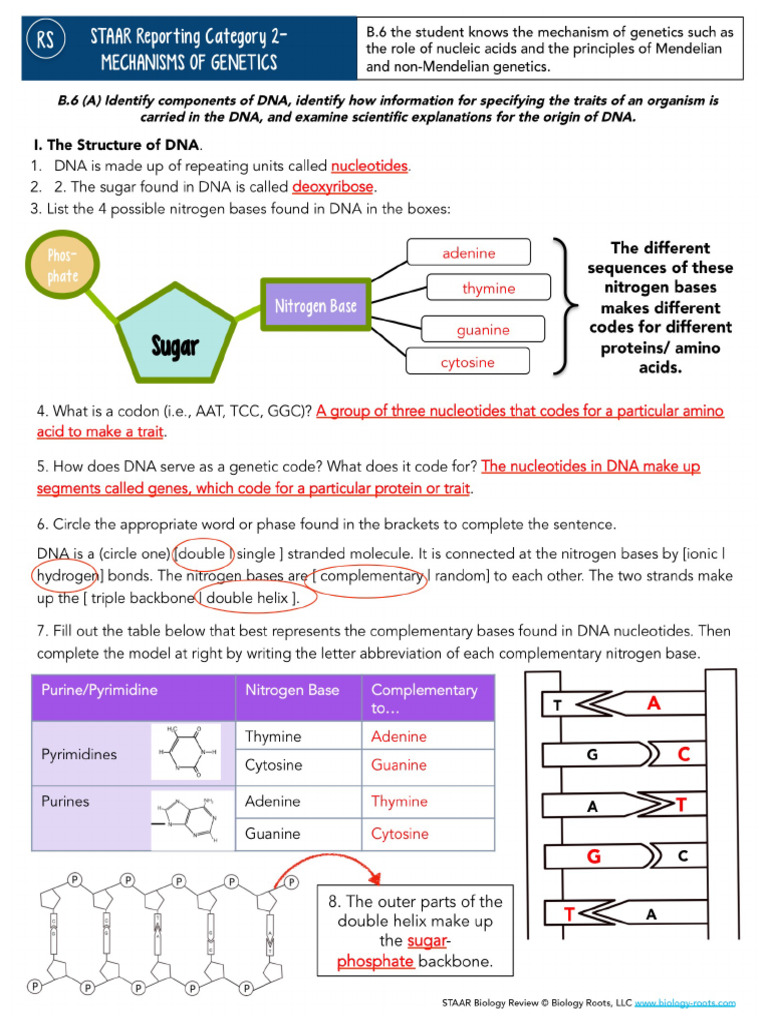 STAAR Biology Review Category 2 KEY 1 | PDF | Dna | Proteins