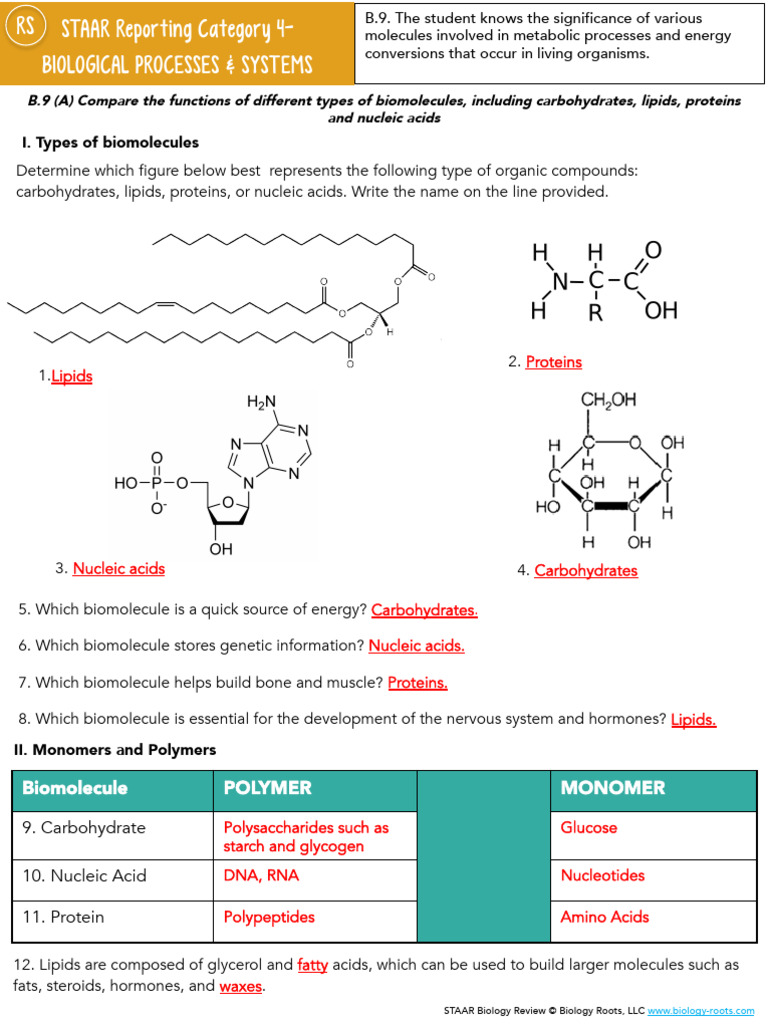 STAAR Category 4 Review KEY | PDF | Enzyme | Human Body