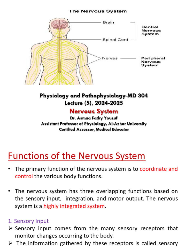 L 5 Physiology (Nerve - RMP - AP) | PDF | Nervous System | Action Potential