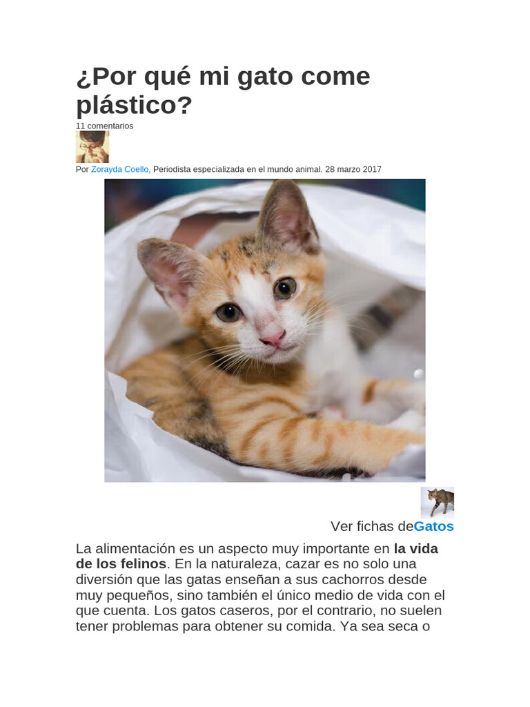 Por Qué Mi Gato Come Plástico | PDF | Gatos | Alimentos
