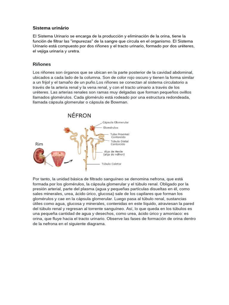 Sistema Urinário (Histologia II) | PDF | Sistema urinario | Riñón