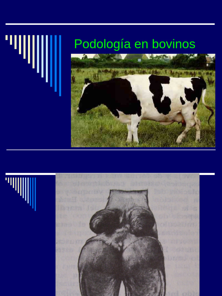 Enfermedades Podales en Bovinos: Guía Completa | PDF | Piel ...