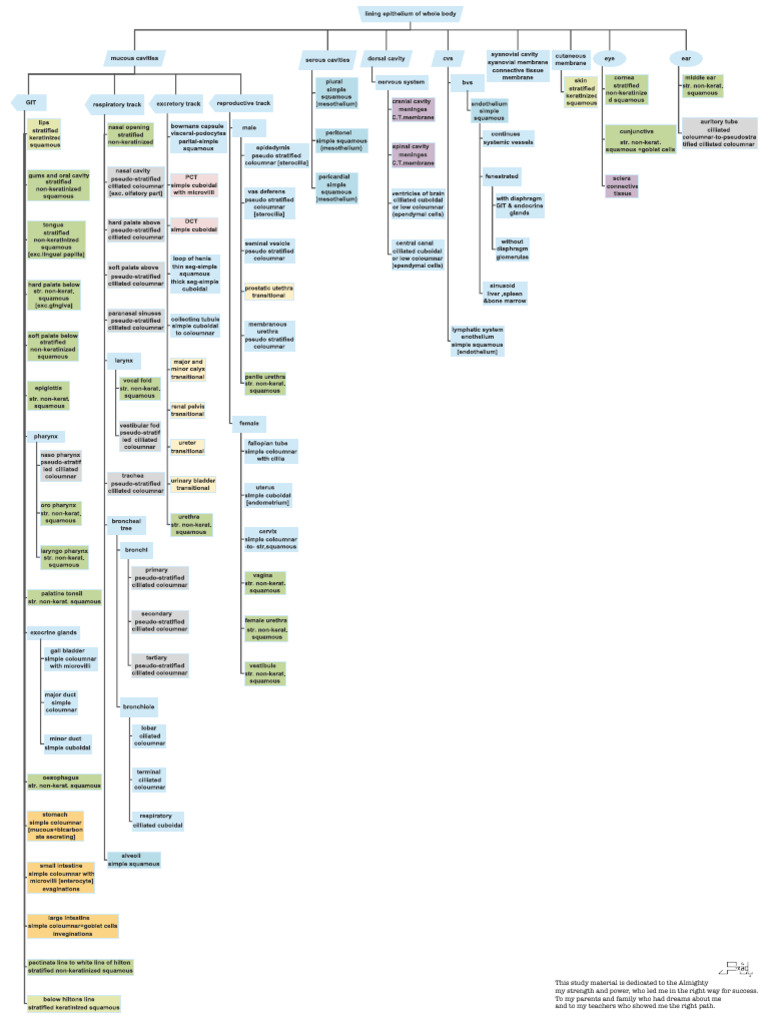 whole body Lining epithelium | PDF
