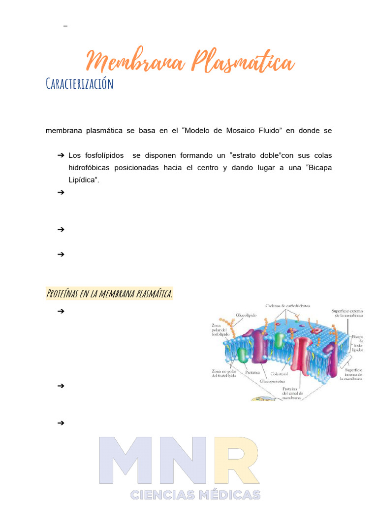 Estructura y Función de la Membrana Plasmática | PDF