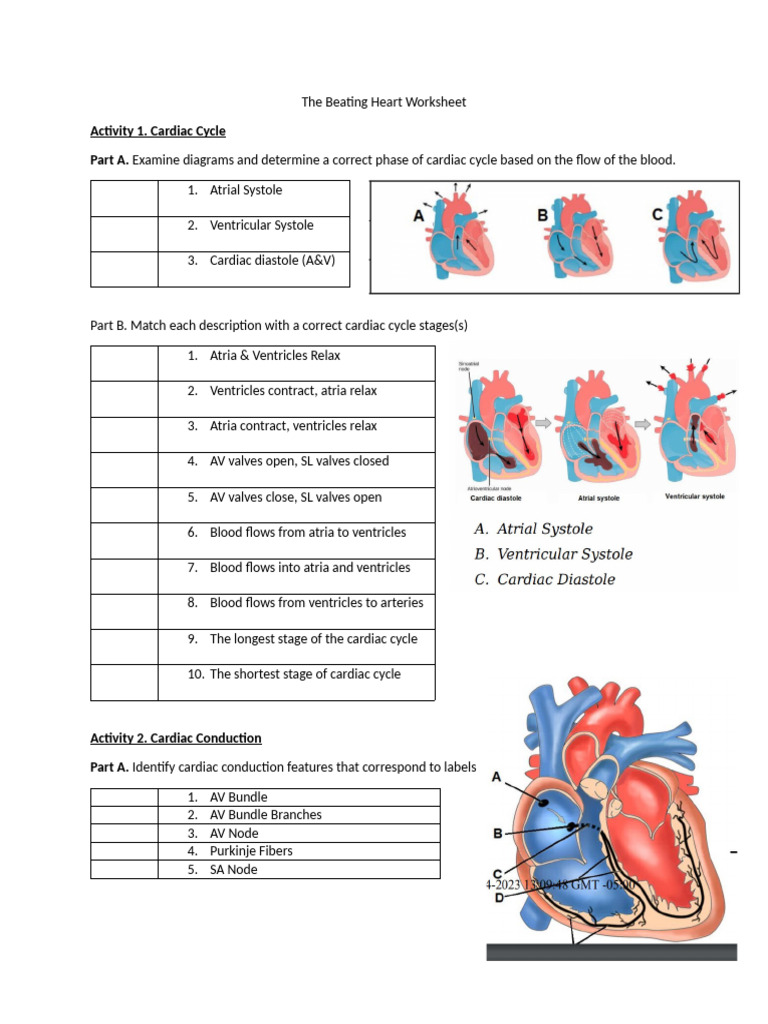 The Beating Heart Worksheet | PDF