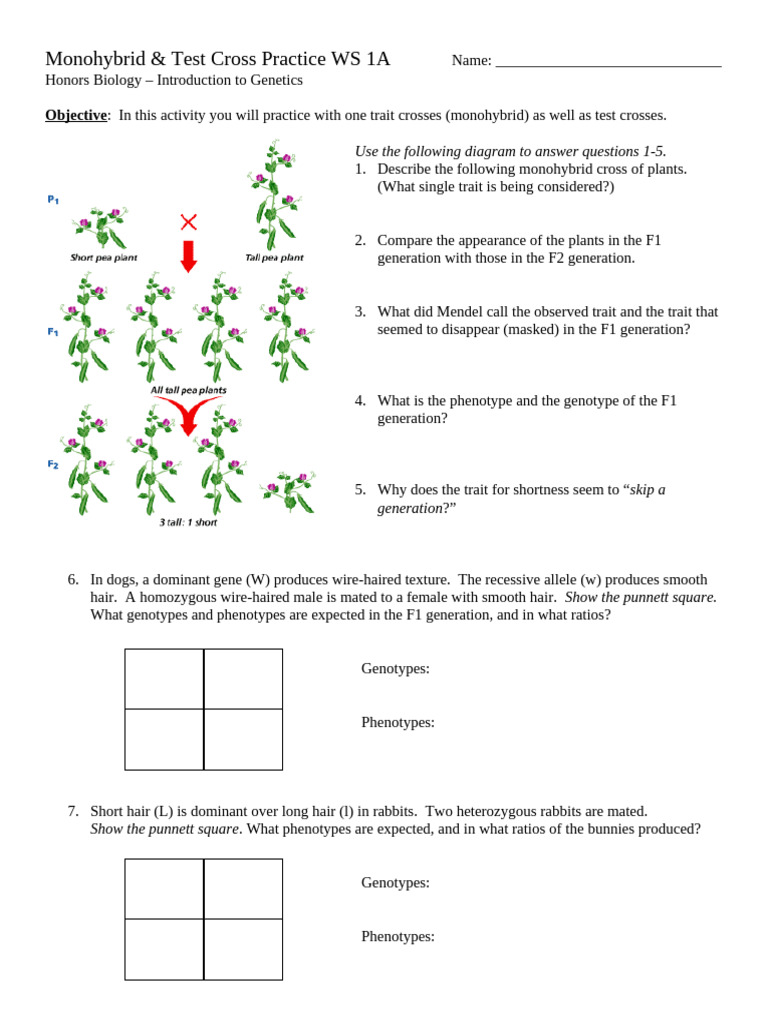 Monohybrid and Test Cross Practice Problems WS 1A | PDF | Genotype ...