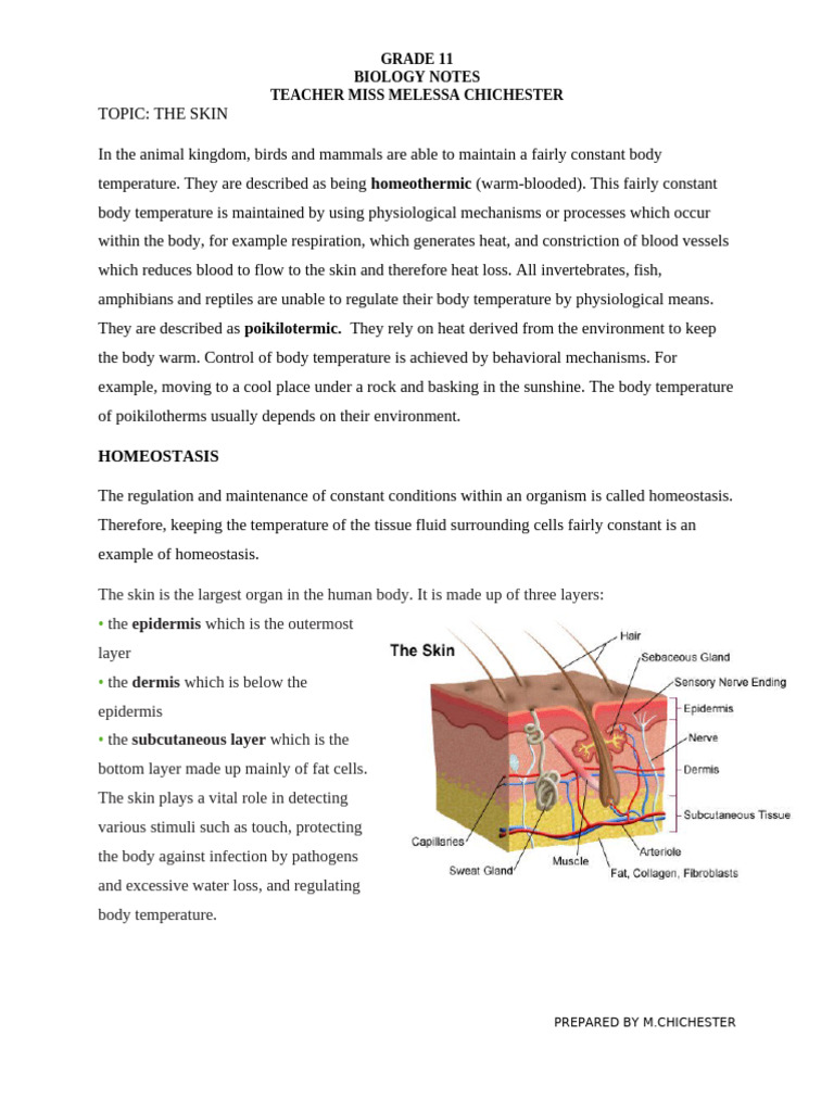 Grade 10 -Handout 13-The skin | PDF | Thermoregulation | Skin