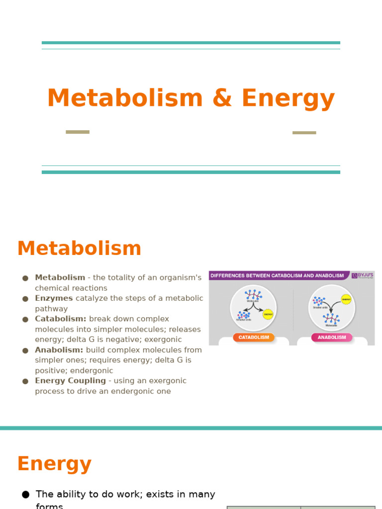 Ch. 8 - Metabolism & Energy | PDF | Enzyme | Enzyme Inhibitor