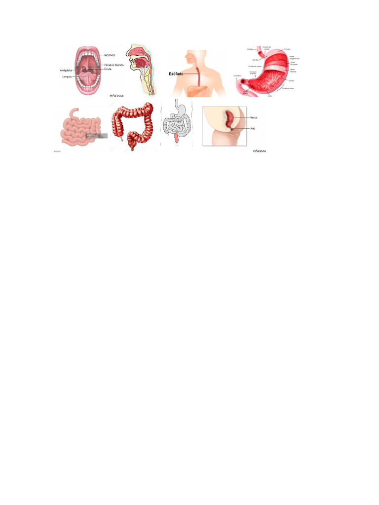 Sistema Digestivo Organos | PDF