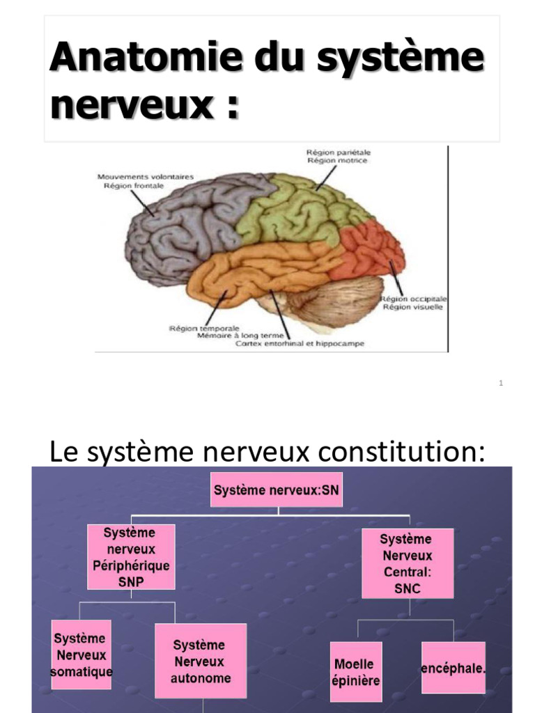 Anatomie du système nerveux central | PDF | Système nerveux central ...