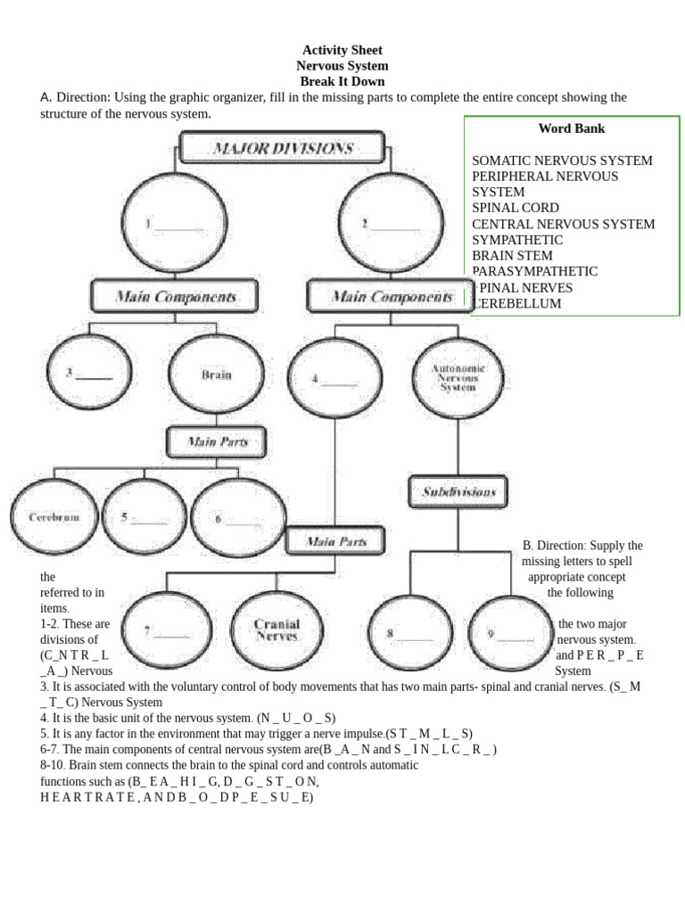 Nervous System Activity Sheet Guide | PDF | Nervous System | Central ...